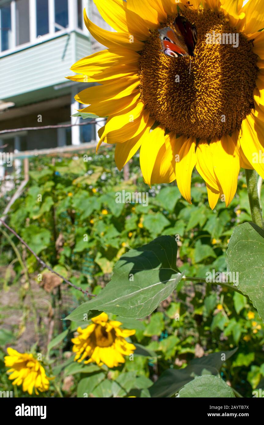 Very bright sunlight sunshine sunny hi-res stock photography and images ...