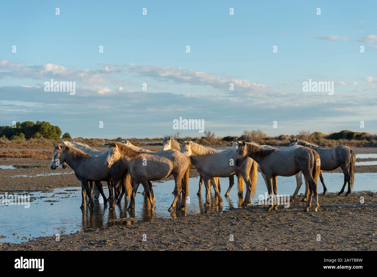 Camargue beach hi-res stock photography and images - Alamy