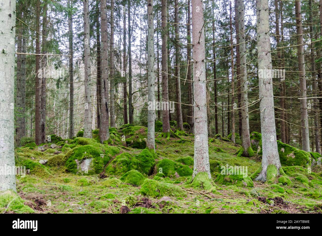 Bright forest with moss covered ground Stock Photo - Alamy