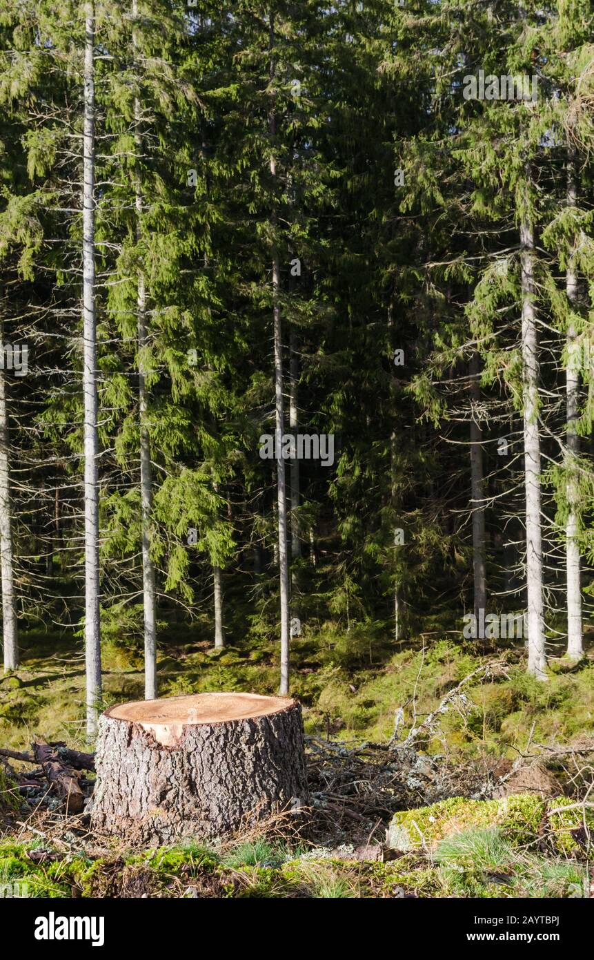 Coniferuous tree hi-res stock photography and images - Alamy