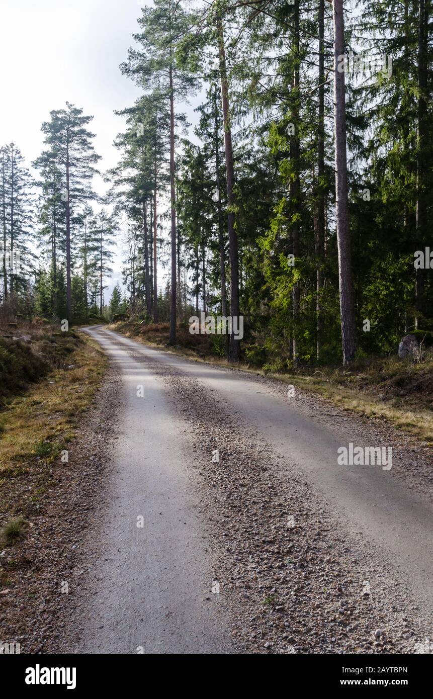 Bright winding gravel road in the woods Stock Photo - Alamy