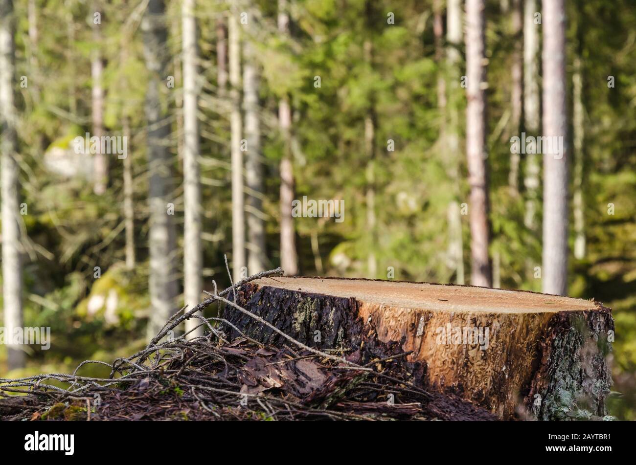 Tree stump close up with a blurred forest background Stock Photo - Alamy