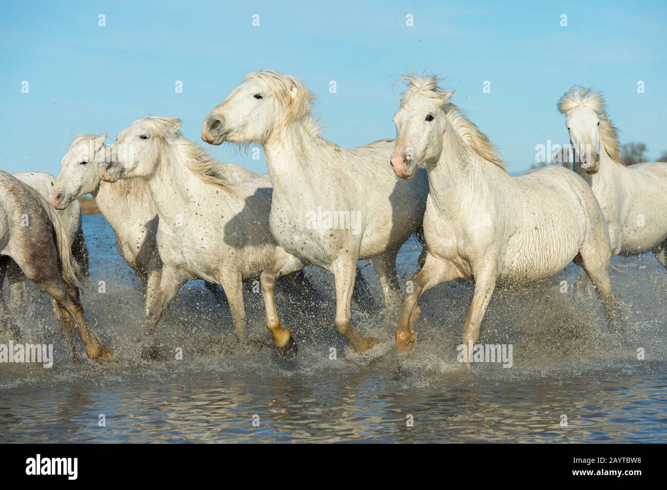 Camargue horses are running through the water of a marsh in the ...