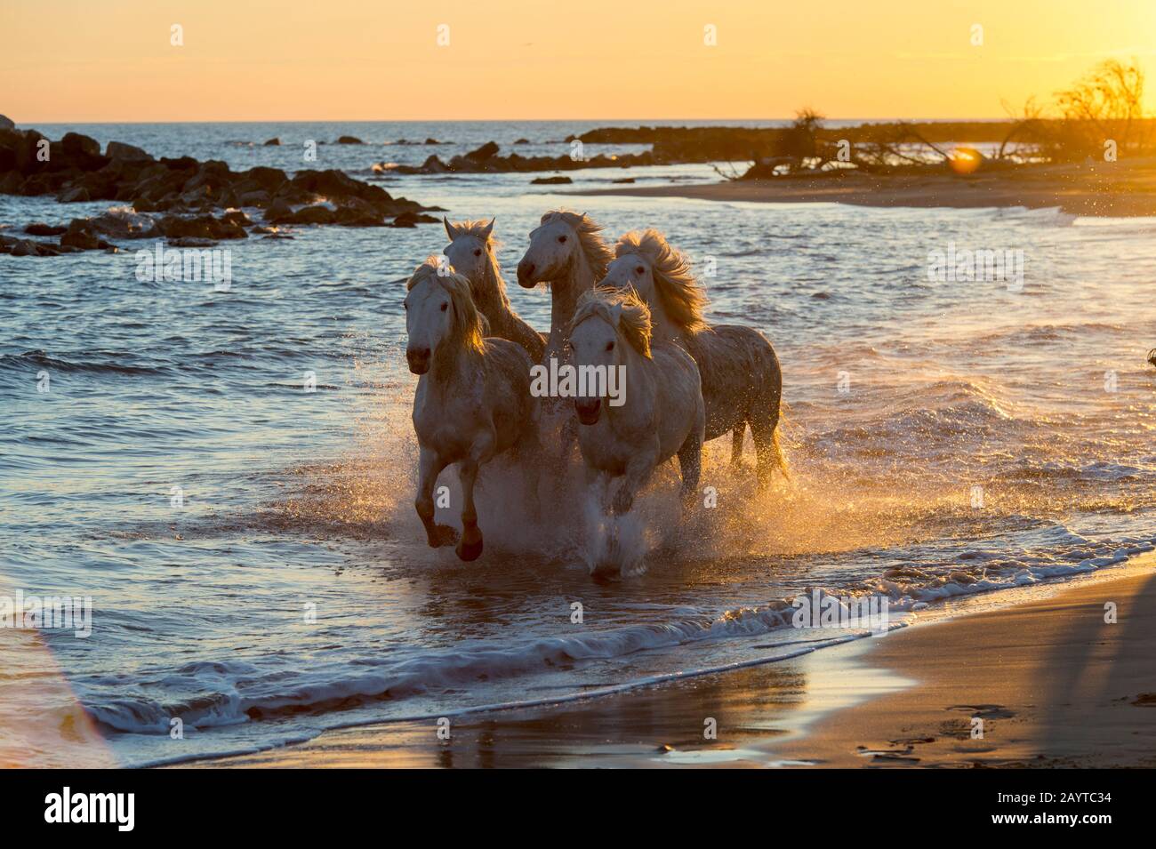 Wild Horses Running On The Beach