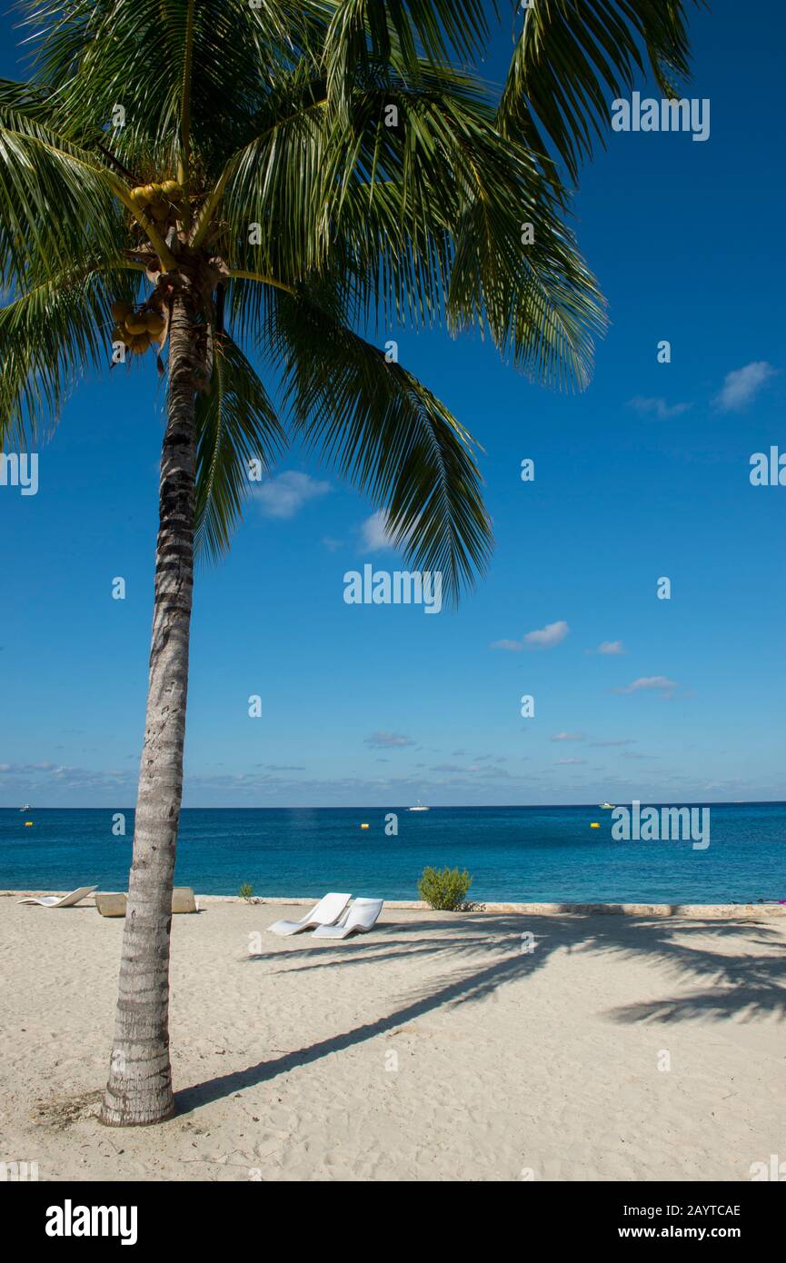 Palm tree near beach hi-res stock photography and images - Alamy