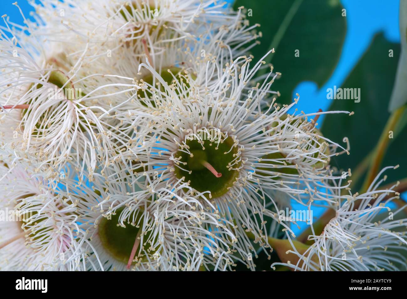 Eucalyptus tree in full bloom hi-res stock photography and images - Alamy