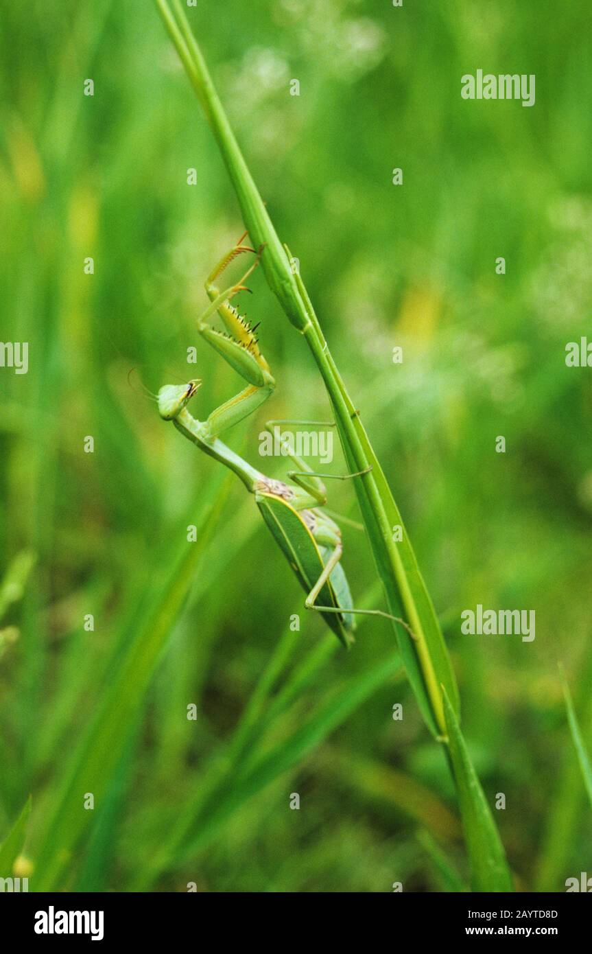 Papua new guinea png wildlife hi-res stock photography and images - Alamy
