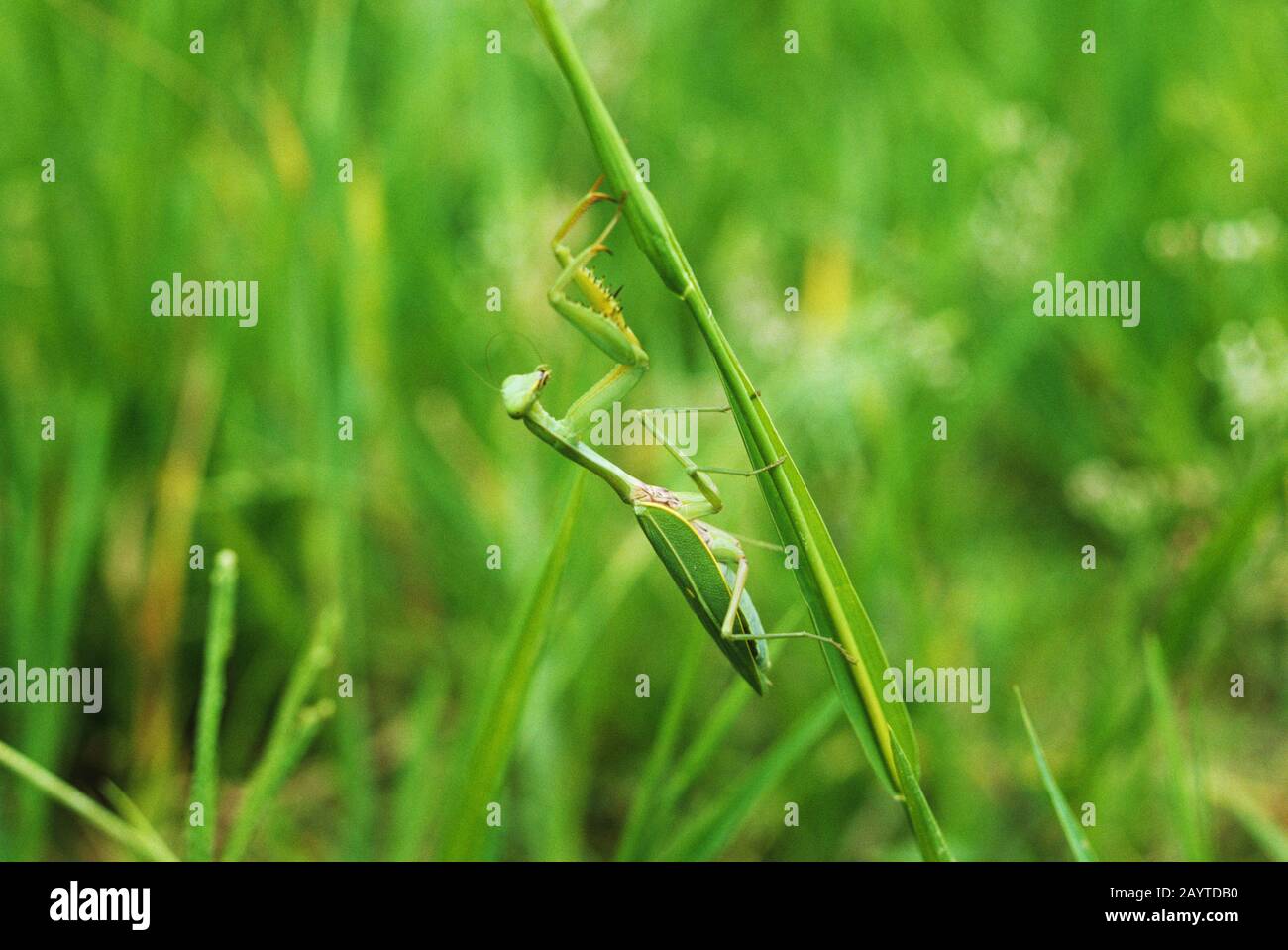 A well camouflaged praying mantis in the green grass along the Sepik ...