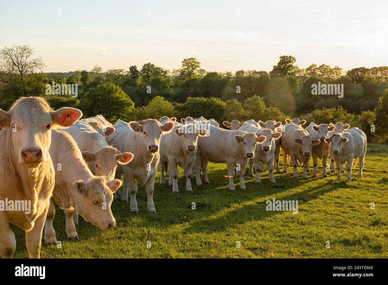 Six cows hi-res stock photography and images - Alamy