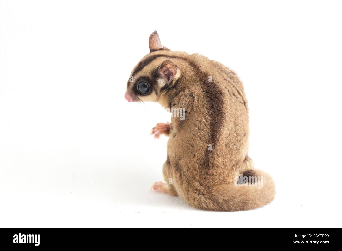 Sugar glider - Petaurus breviceps isolated on white background Stock ...