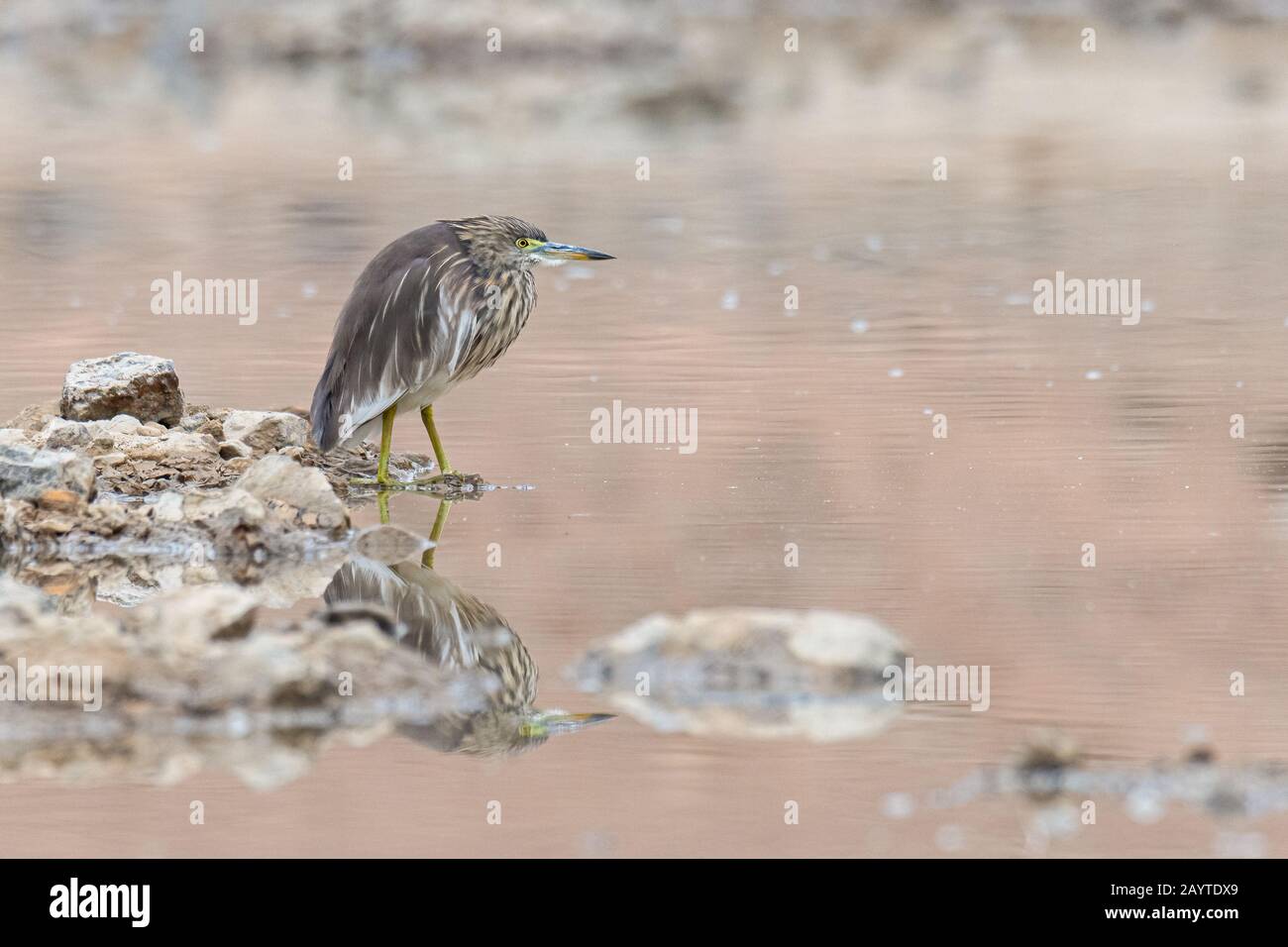 Indian pond heron standing hi-res stock photography and images - Alamy