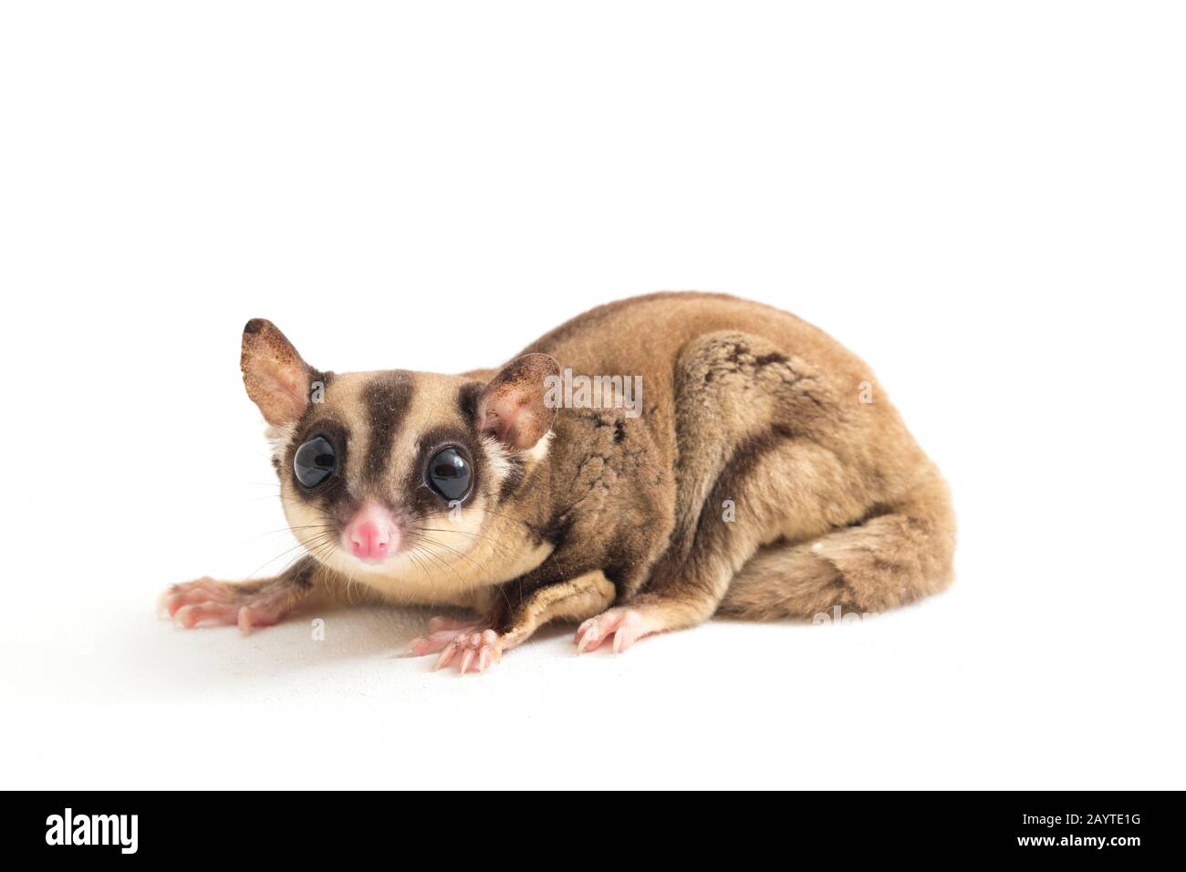 Sugar glider - Petaurus breviceps isolated on white background Stock ...