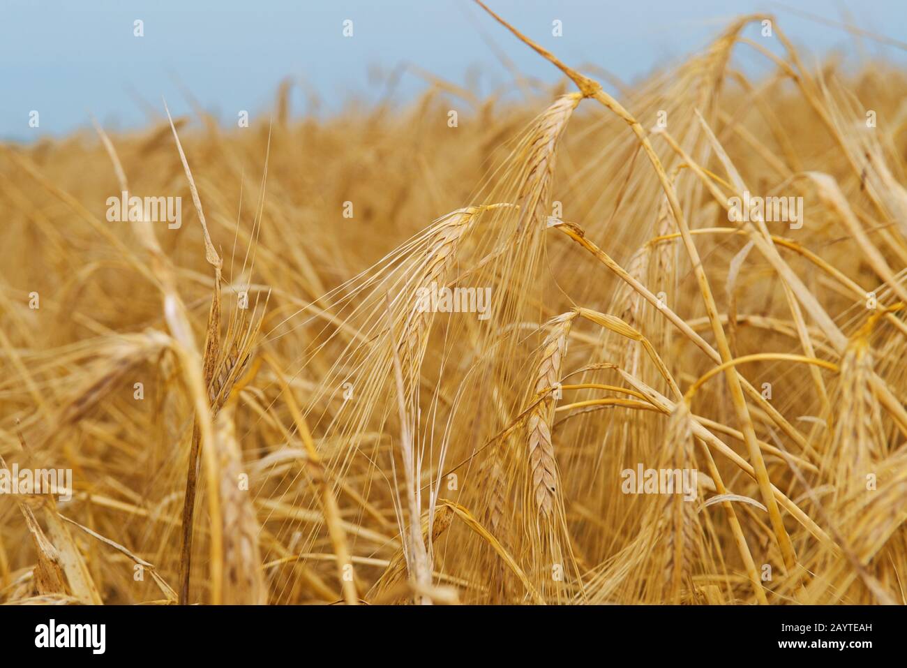 Abstract Background with Wheat Stock Photo - Alamy