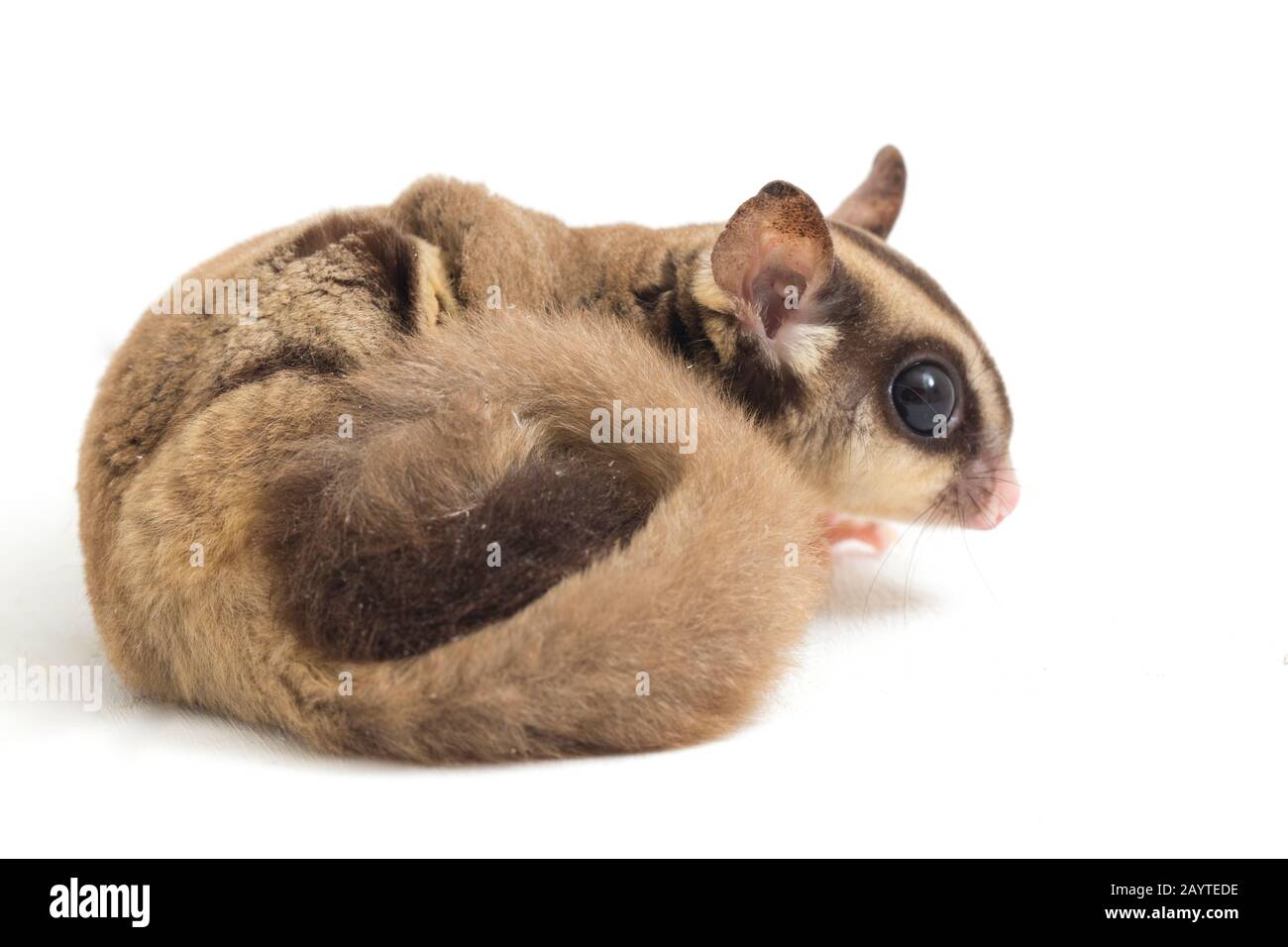 Sugar glider - Petaurus breviceps isolated on white background Stock ...