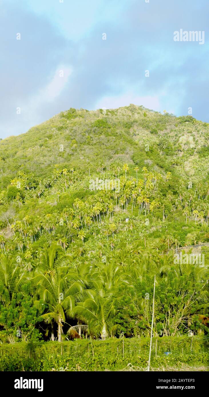 Portrait view, mountain coveerd with coconut trees and thick vegetation ...