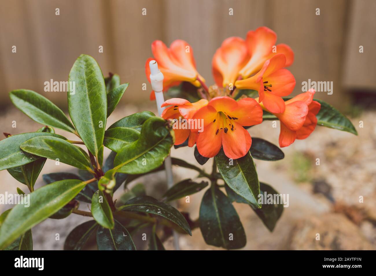 close-up of vireya rhododendron plant with orange flowers outdoor in ...