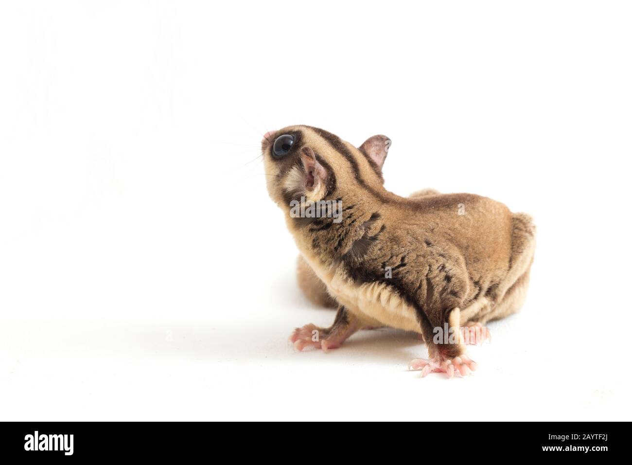 Petaurus breviceps flying hi-res stock photography and images - Alamy