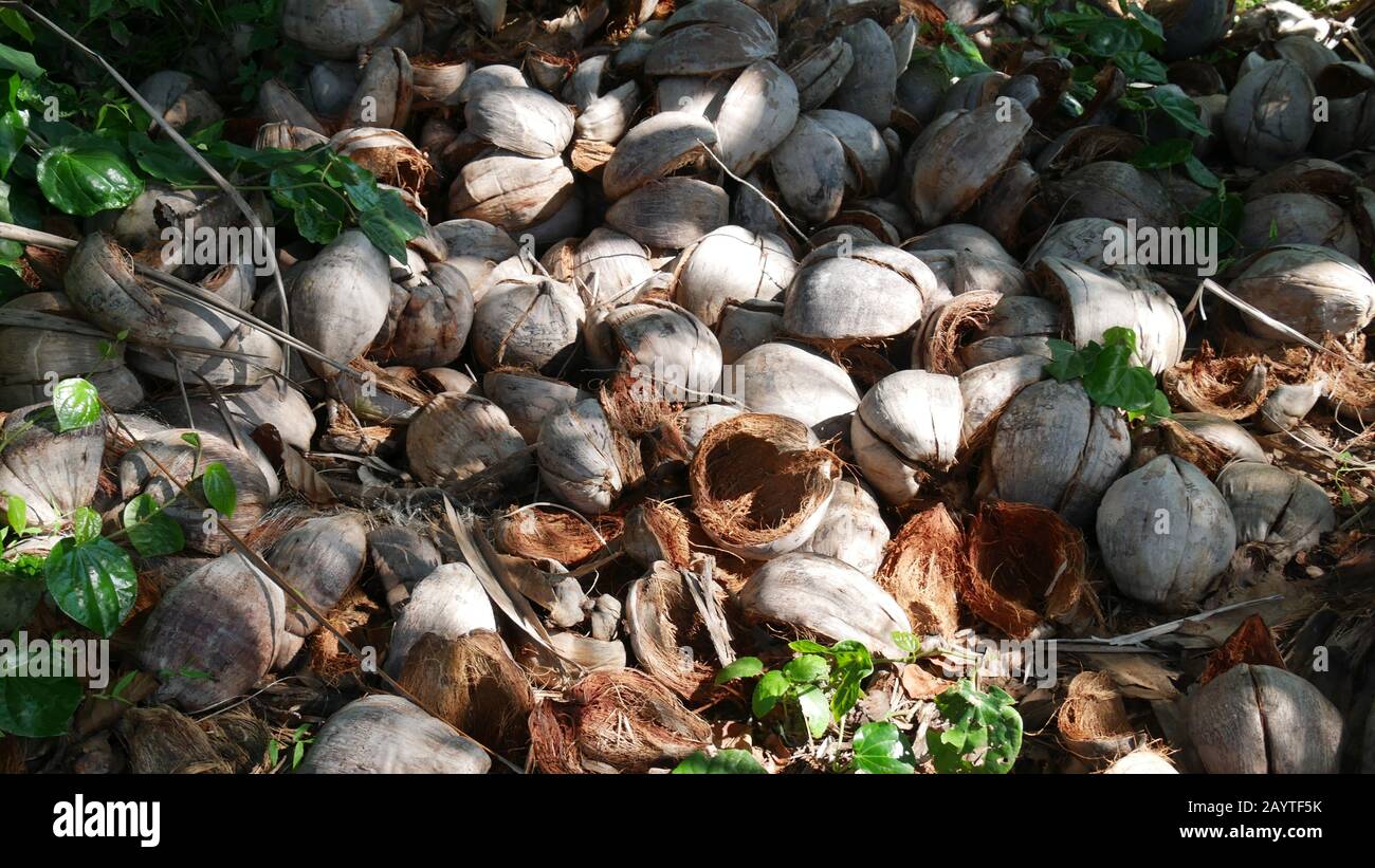 Pile of husked coconuts on the ground Stock Photo - Alamy