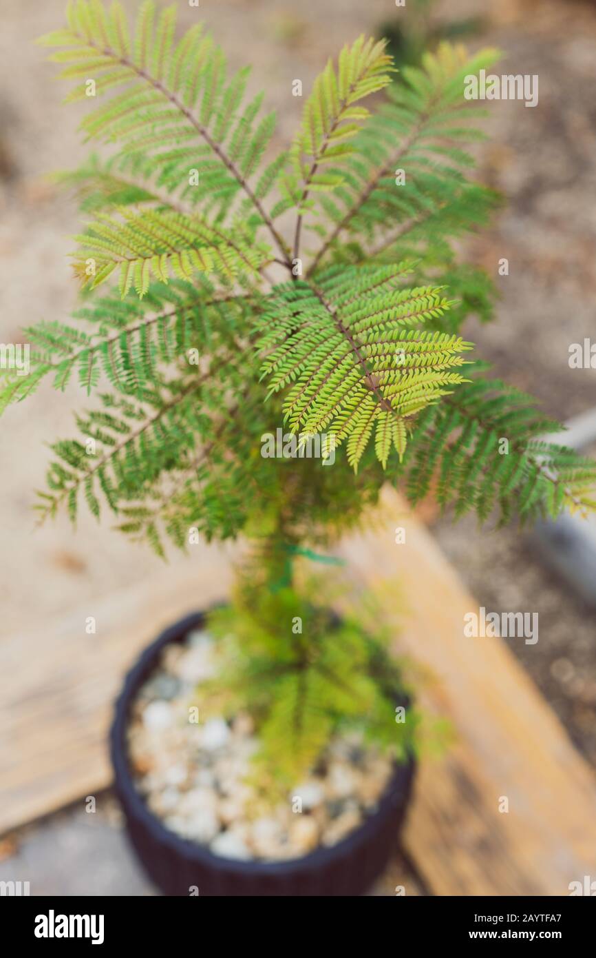 Jacaranda tree backyard hi-res stock photography and images - Alamy