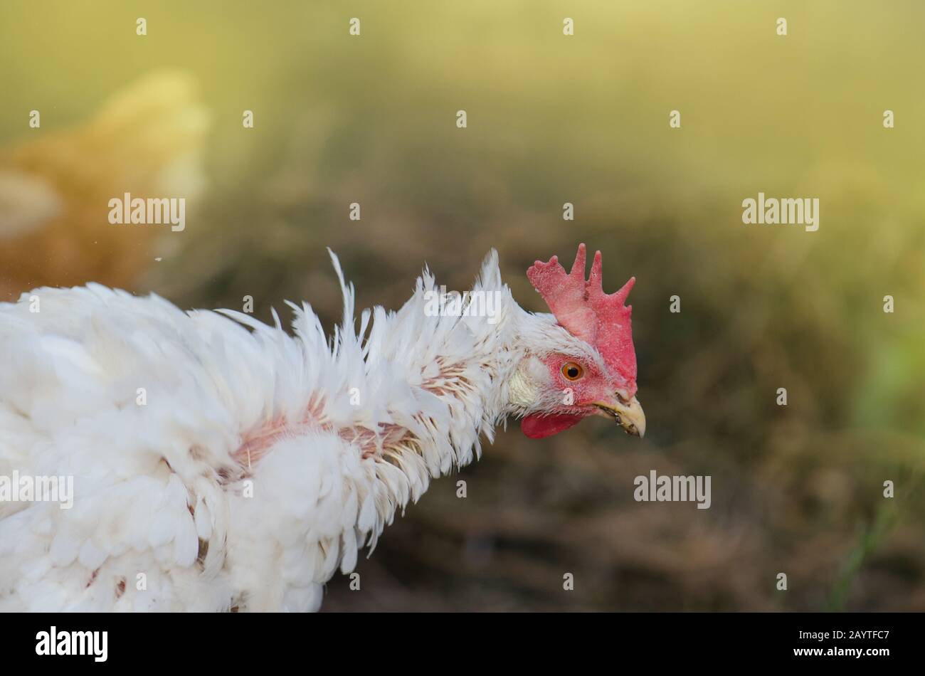 Chicken in bio farm. Hen in farm. Hen on field freely grazing on a ...