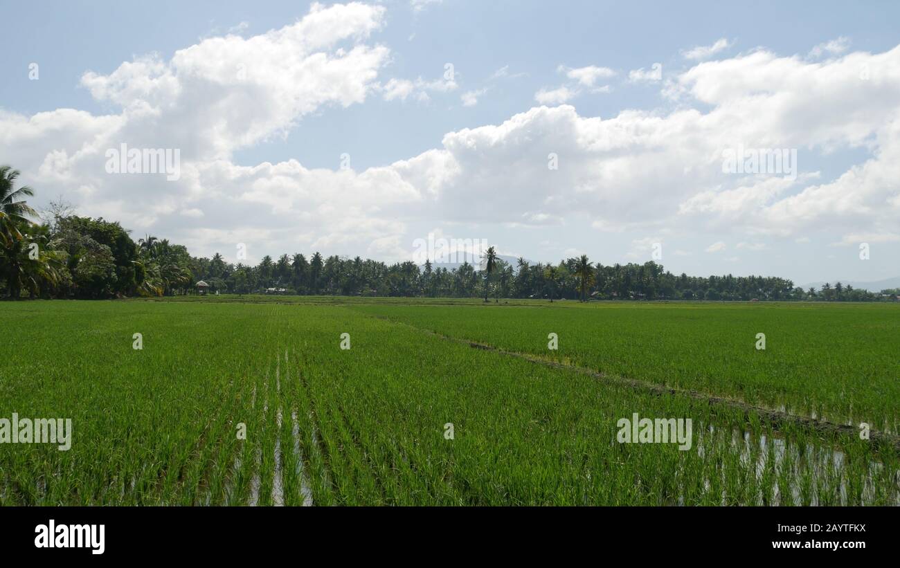 Vast green fields newly planted with rice seedlings in the Philippines ...