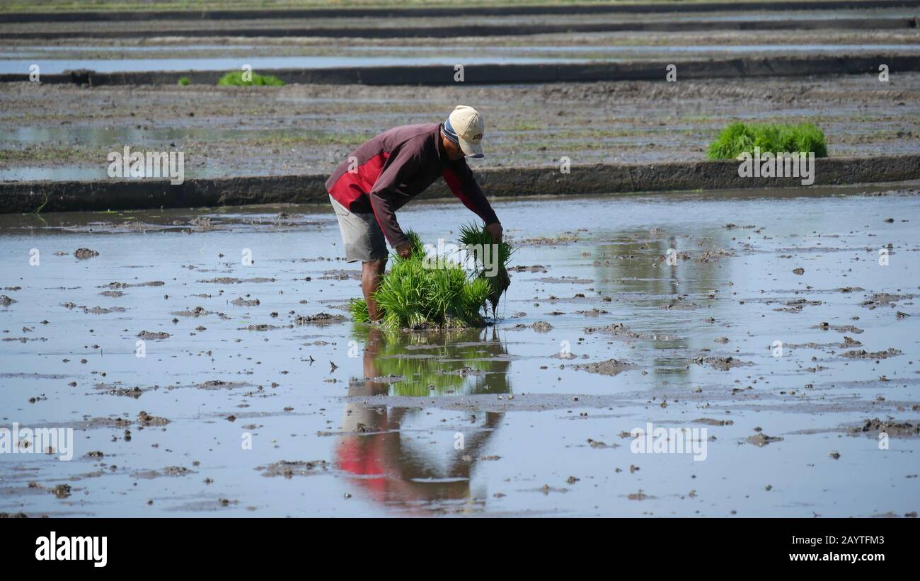 Banay Banay, Davao Oriental, Philippines - March 2016: A farm worker ...