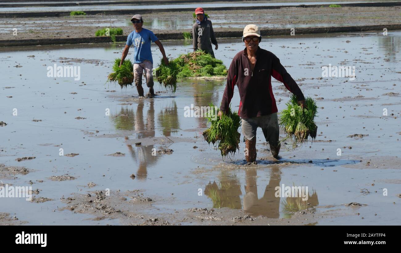 Banay Banay, Davao Oriental, Philippines - March 2016: Farm workers ...