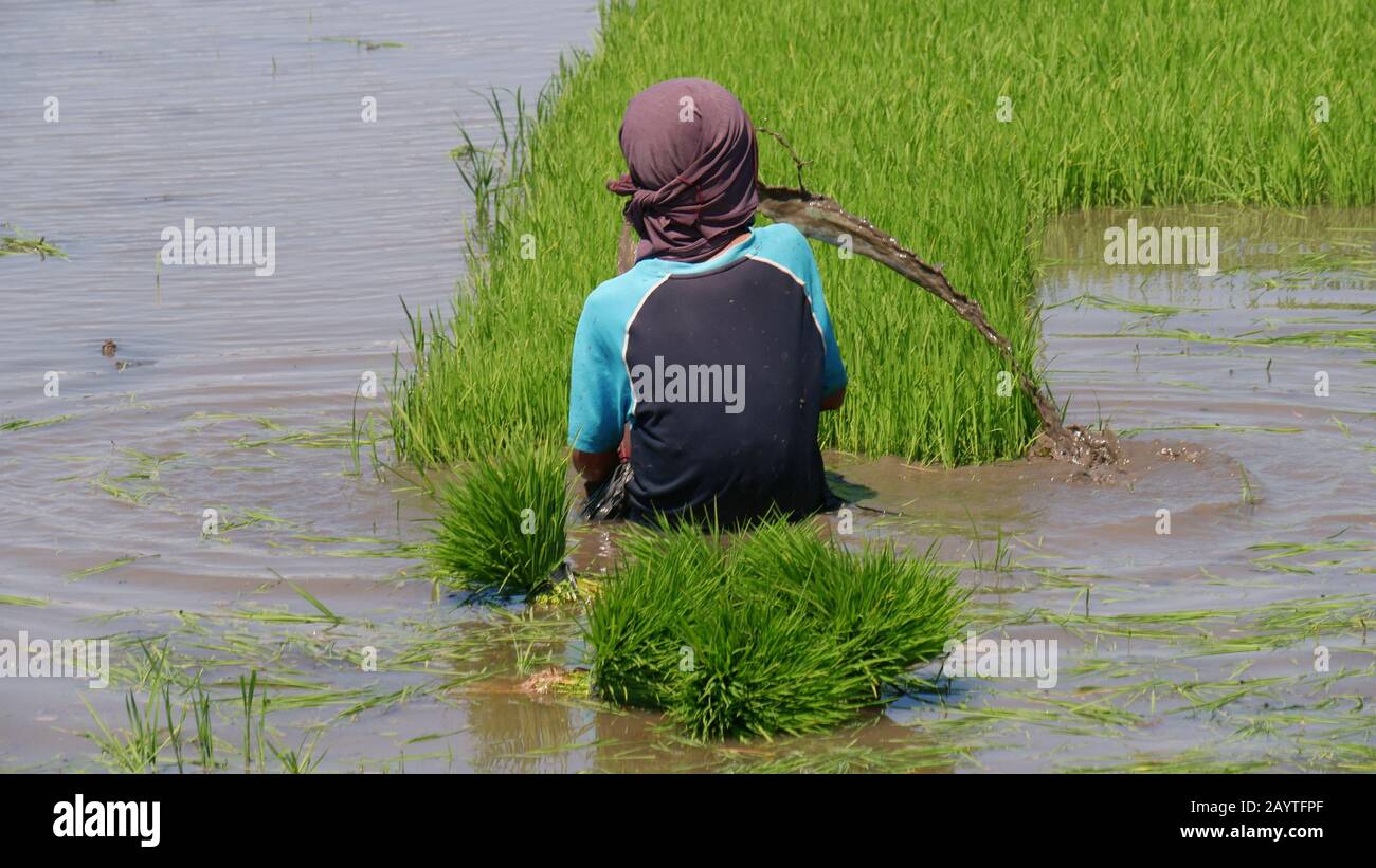 An unrecognizable boy shakes out muddy water while pulling rice ...