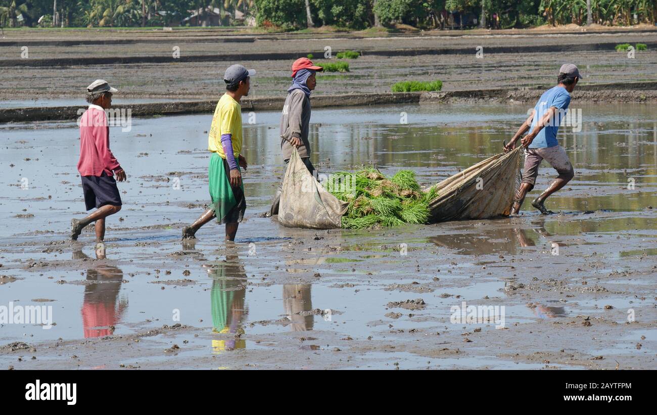 Philippines rice seedlings in hi-res stock photography and images - Alamy