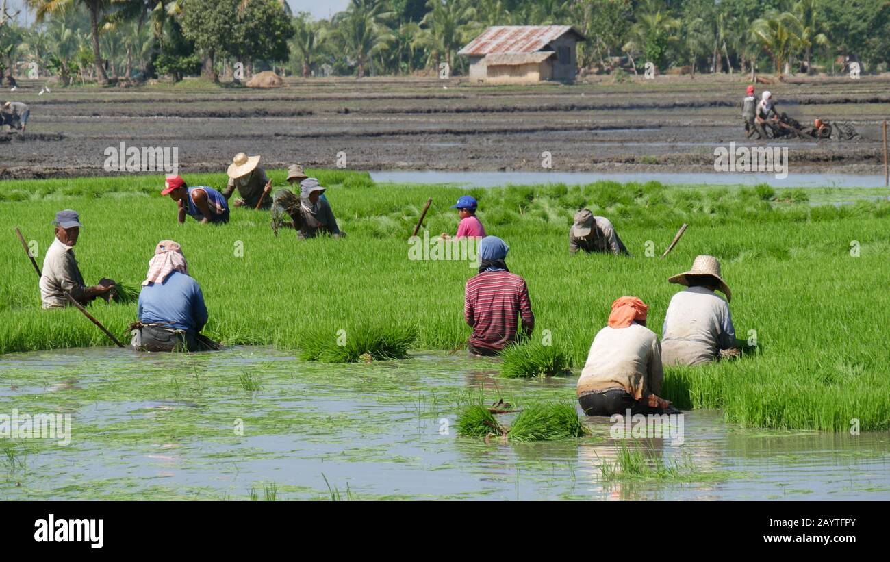 Planting rice in the philippines hi-res stock photography and images ...