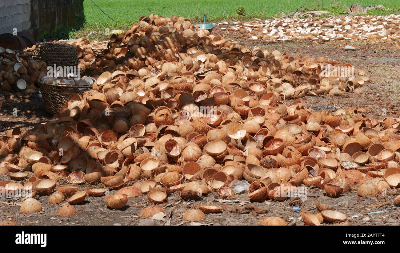 Pile of coconut shells on the ground being prepared for processing into ...