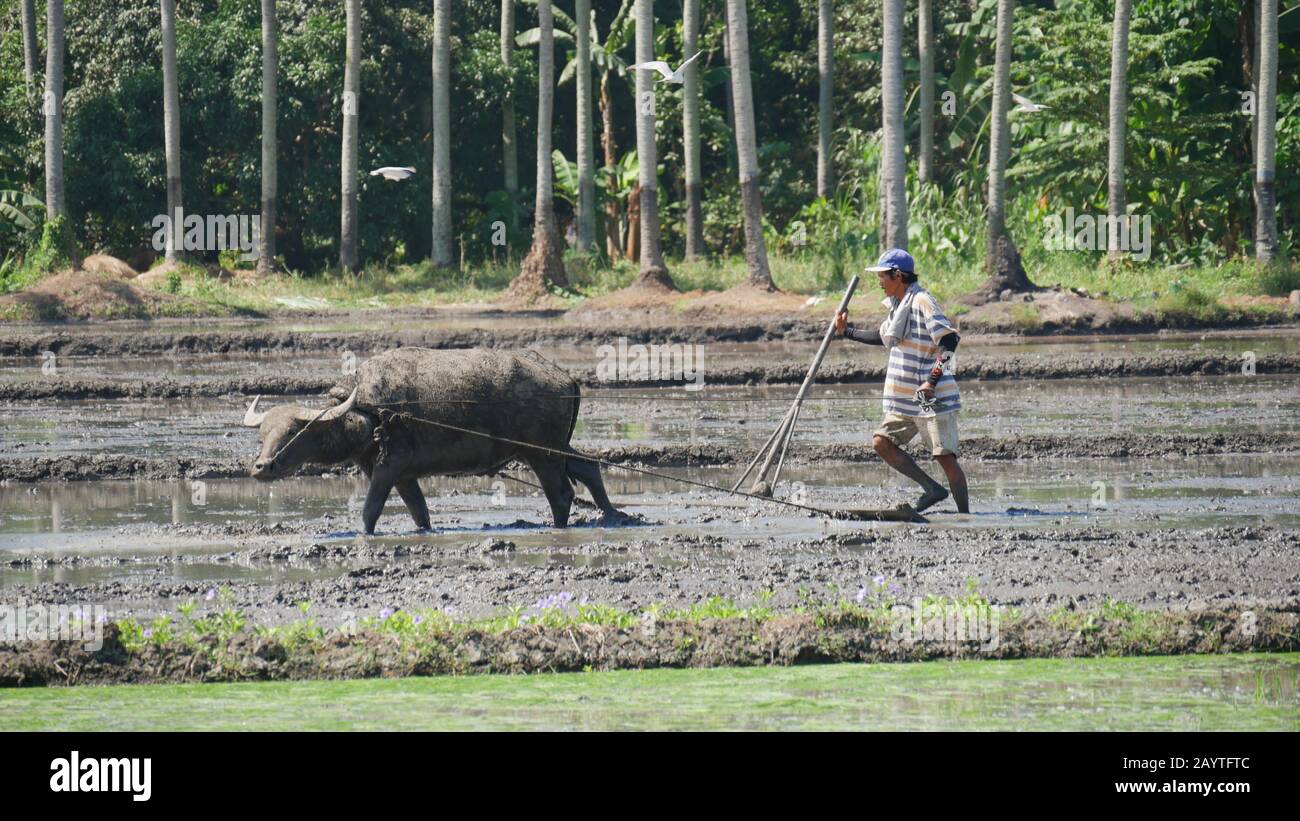 Field carabao farmer plow hi-res stock photography and images - Alamy