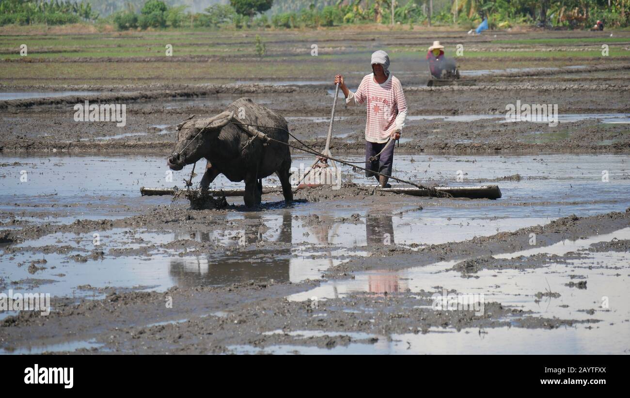 Field carabao farmer plow hi-res stock photography and images - Alamy
