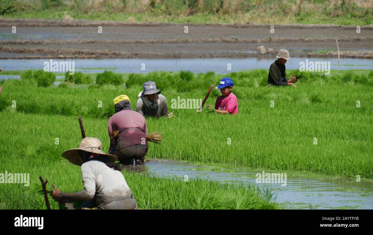 Banay Banay, Davao Oriental, Philippines - March 2016: Farm laborers ...