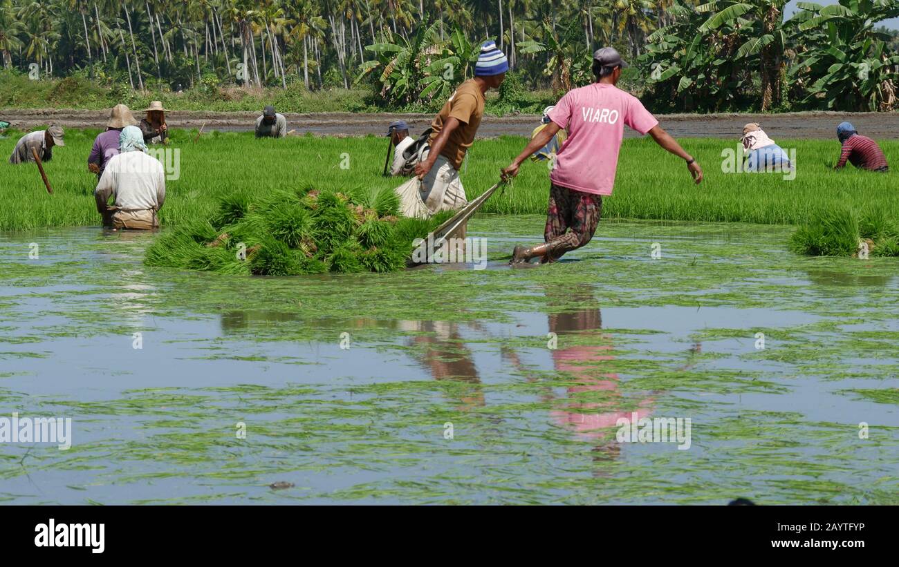 Philippines ricefield hi-res stock photography and images - Alamy