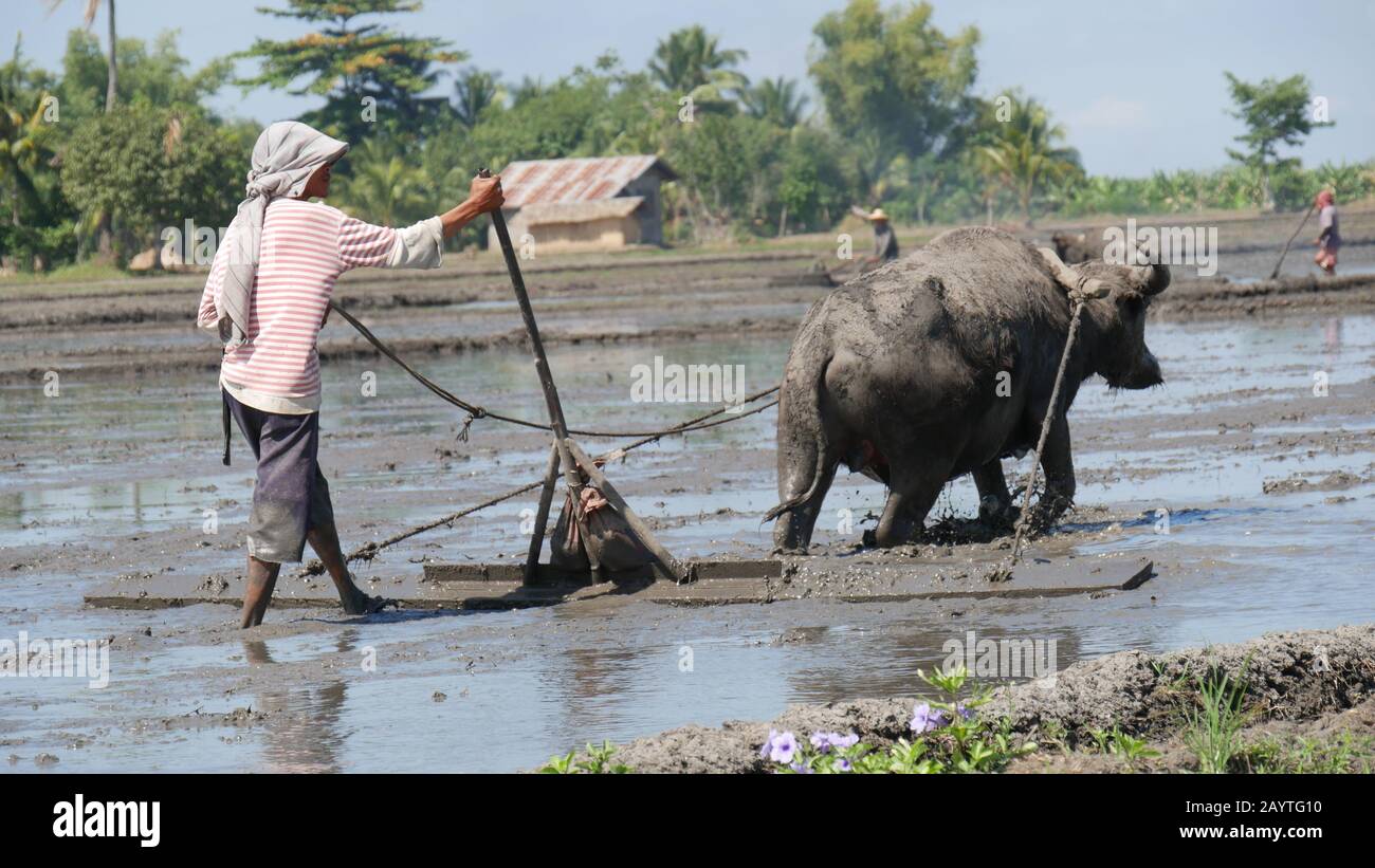 Banay Banay, Davao Oriental, Philippines - March 2016: A farmer plows ...