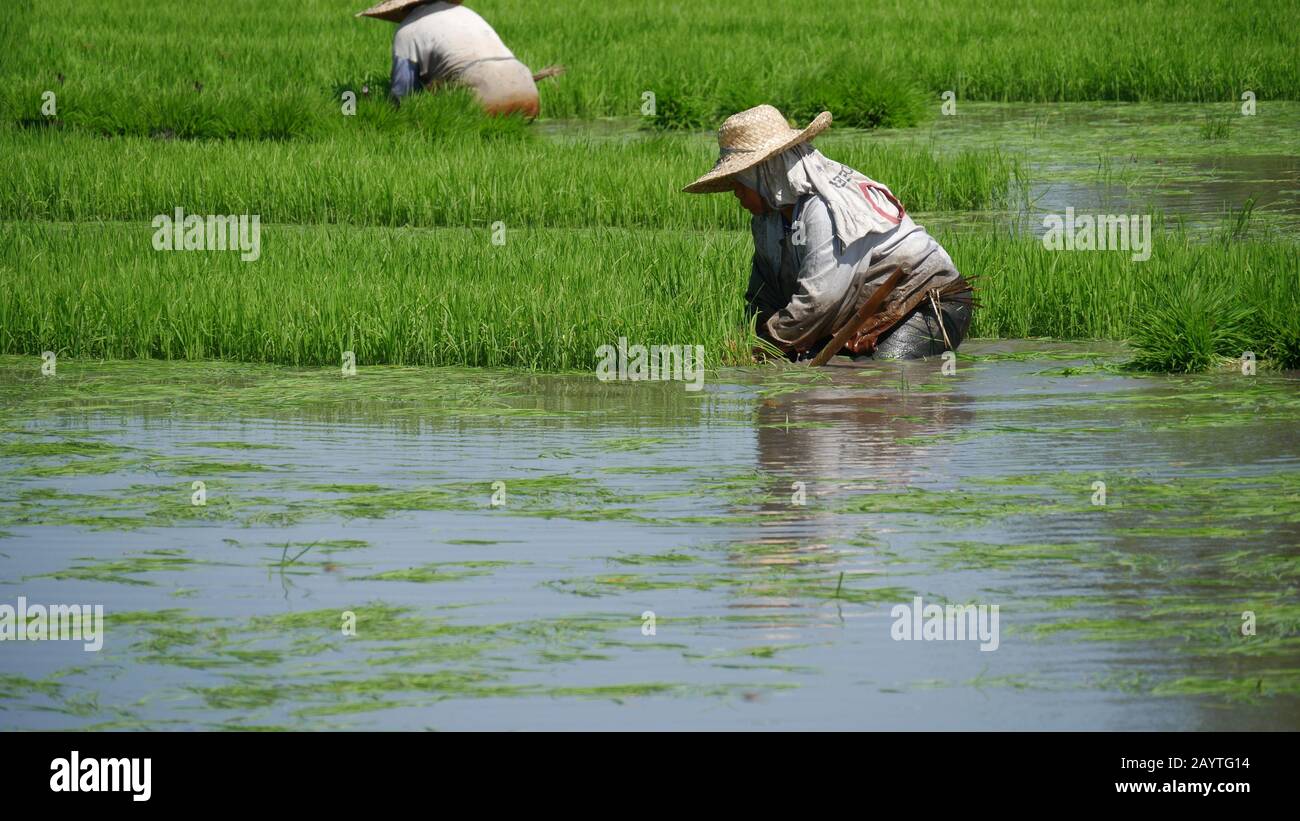 Banay Banay, Davao Oriental, Philippines - March 2016: Workers pull out ...