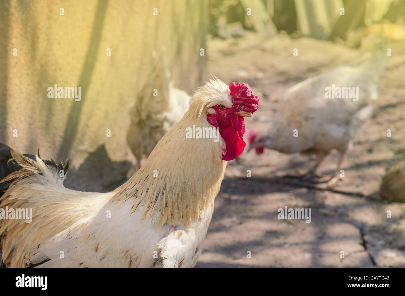 Portrait Of Rooster In Farm Cock In Outside Area Of A Chicken Coop portrait-of-rooster-in-farm-cock-in-outside-area-of-a-chicken-coop