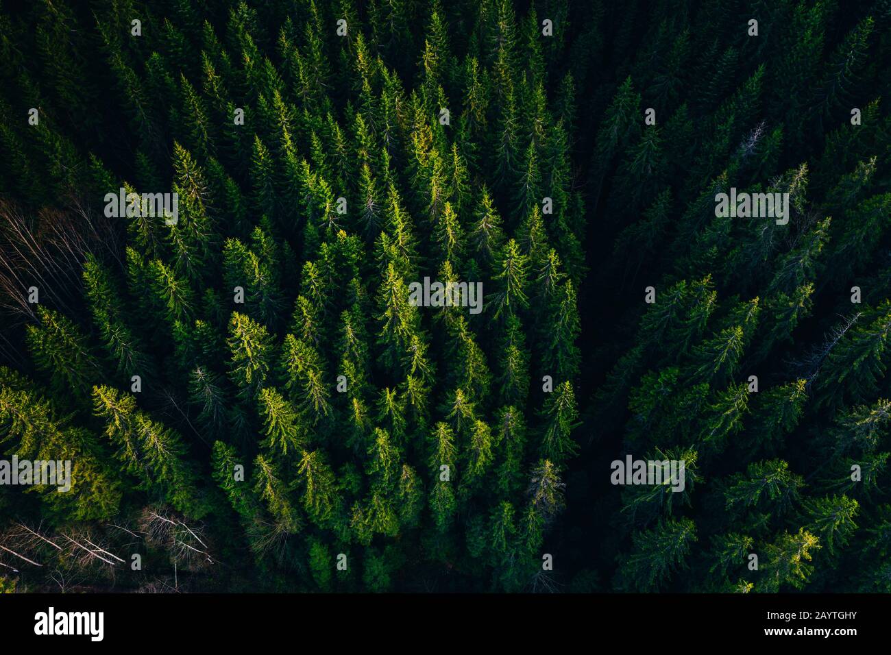 Lake ina pine tree forest with small boats seen from a drone Stock ...