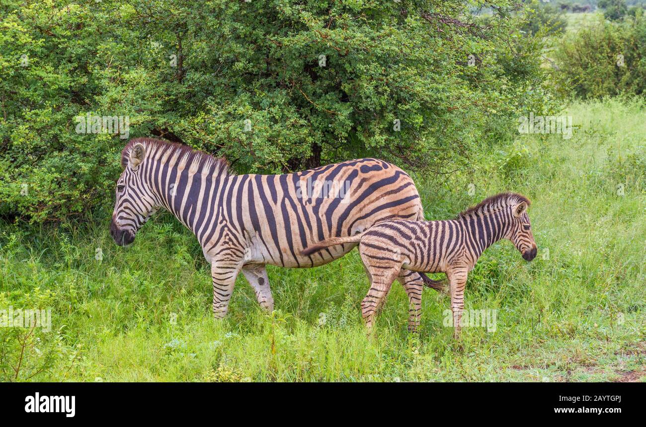 Juvenile horizontal format hi-res stock photography and images - Alamy