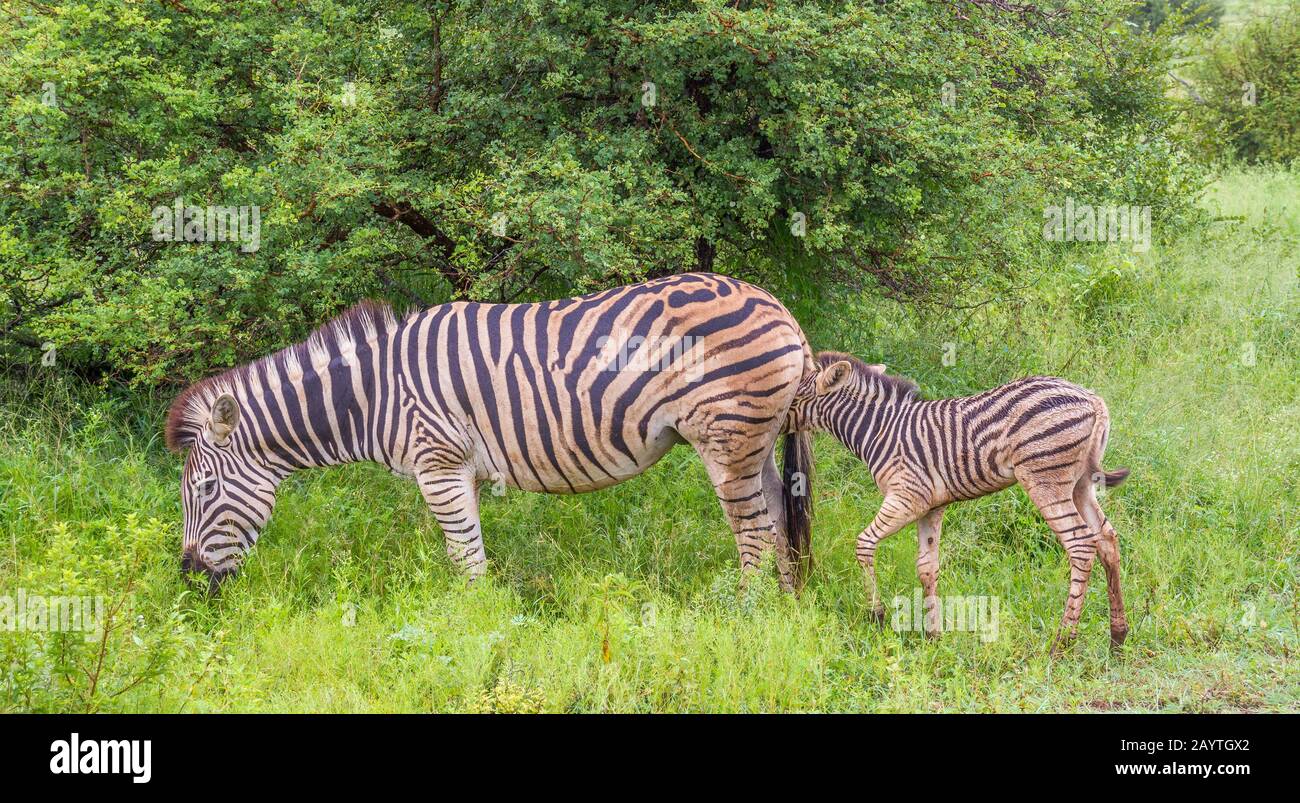Animal motherhood - interaction between a zebra mare and her foal image ...