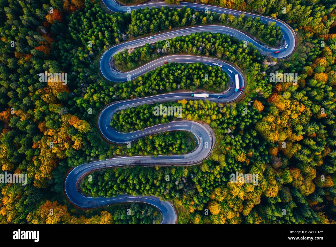 Sequoia tree in romania hi-res stock photography and images - Alamy