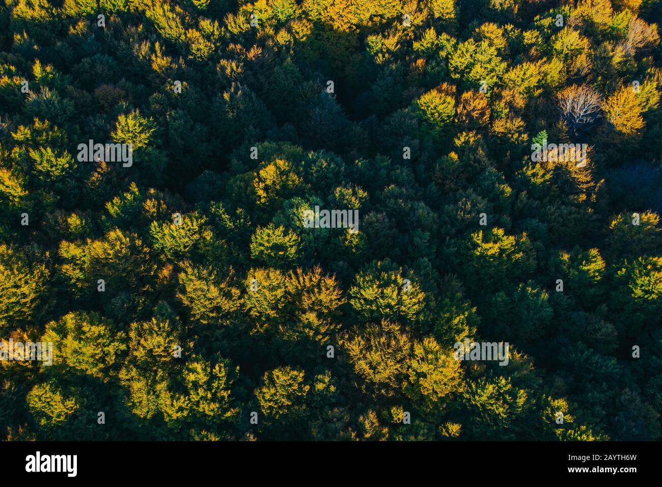Red foliage tree tops hi-res stock photography and images - Alamy
