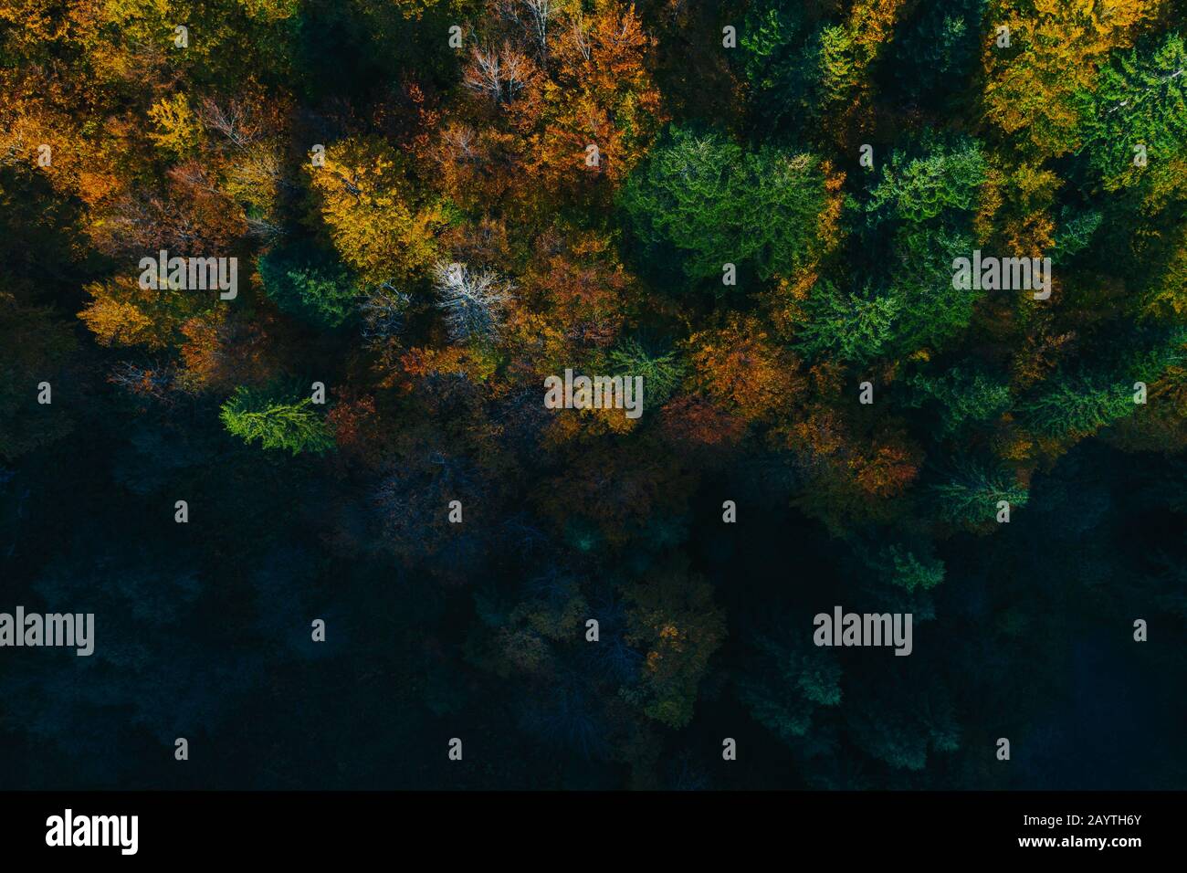 Aerial view of autumn colorful tree tops and pines Stock Photo - Alamy