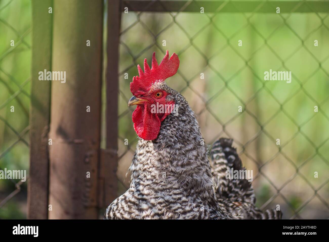 Motley chicken in agriculture landscape. Hen in nature. Pockmarked hen ...