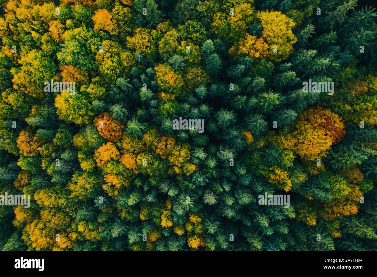 Aerial view of autumn colorful tree tops and pines Stock Photo - Alamy