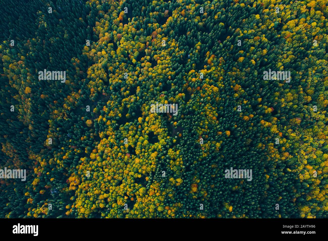 Aerial view of autumn colorful tree tops and pines Stock Photo - Alamy