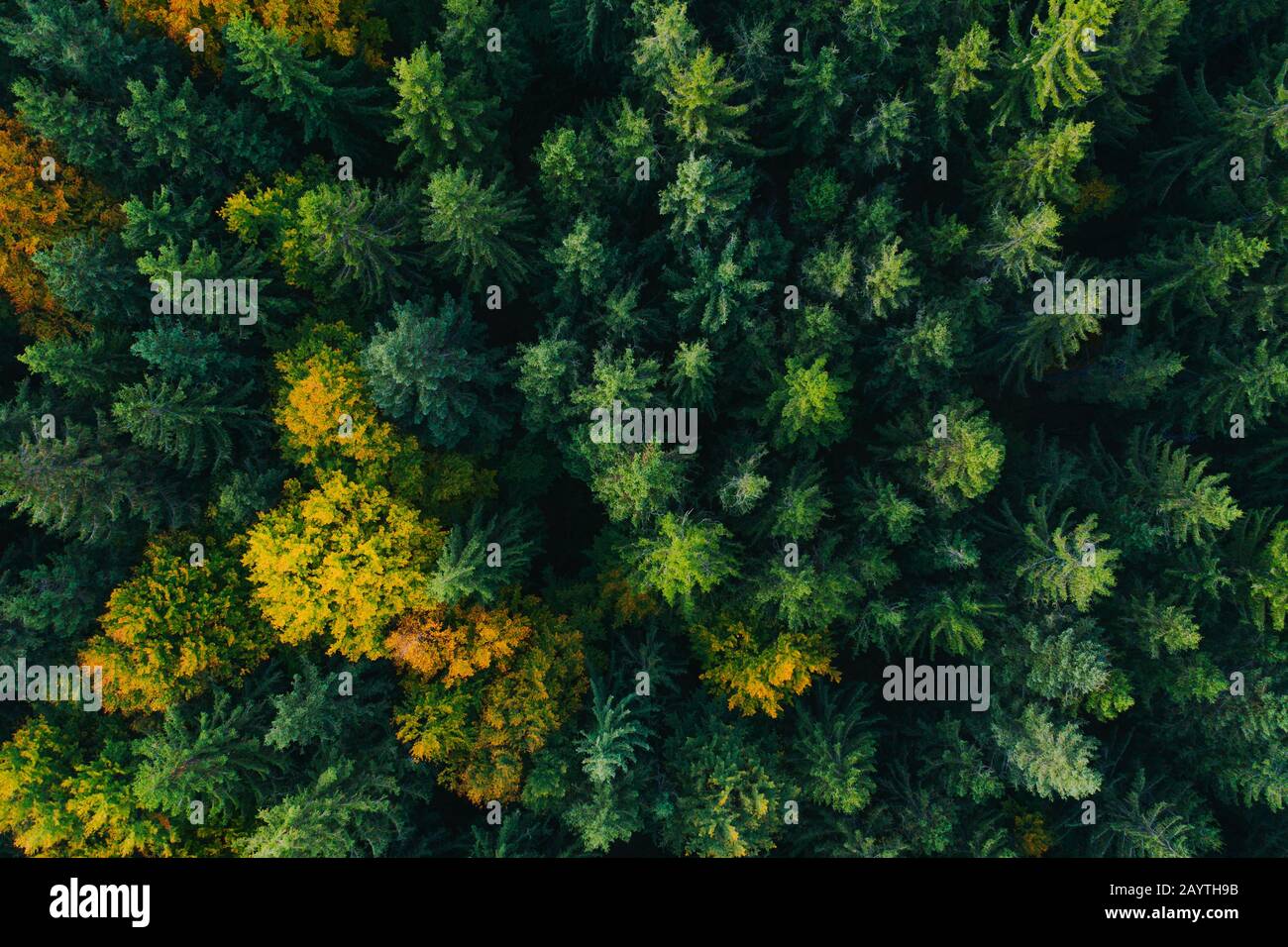 Aerial view of autumn colorful tree tops and pines Stock Photo - Alamy