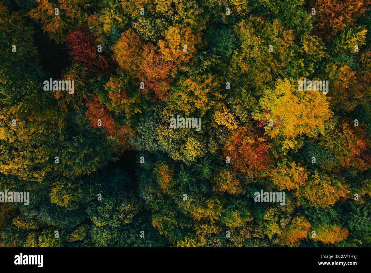 Aerial view of autumn colorful tree tops and pines Stock Photo - Alamy