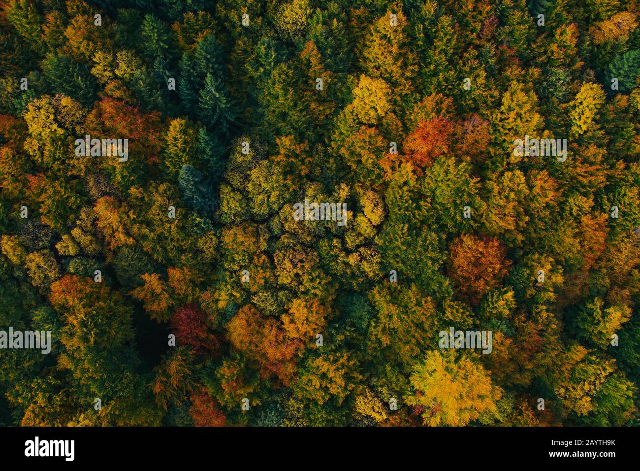 Aerial view tree tops in hi-res stock photography and images - Alamy